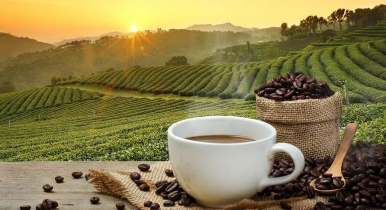 Balancing the Complexity of Coffee Production for a Sustainable Future ...
